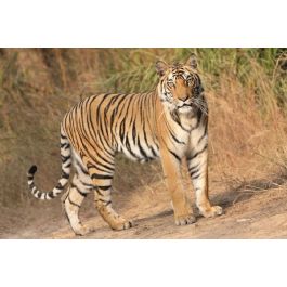 Valmiki Tiger Reserve Tour Package from Patna | Bihar Trip